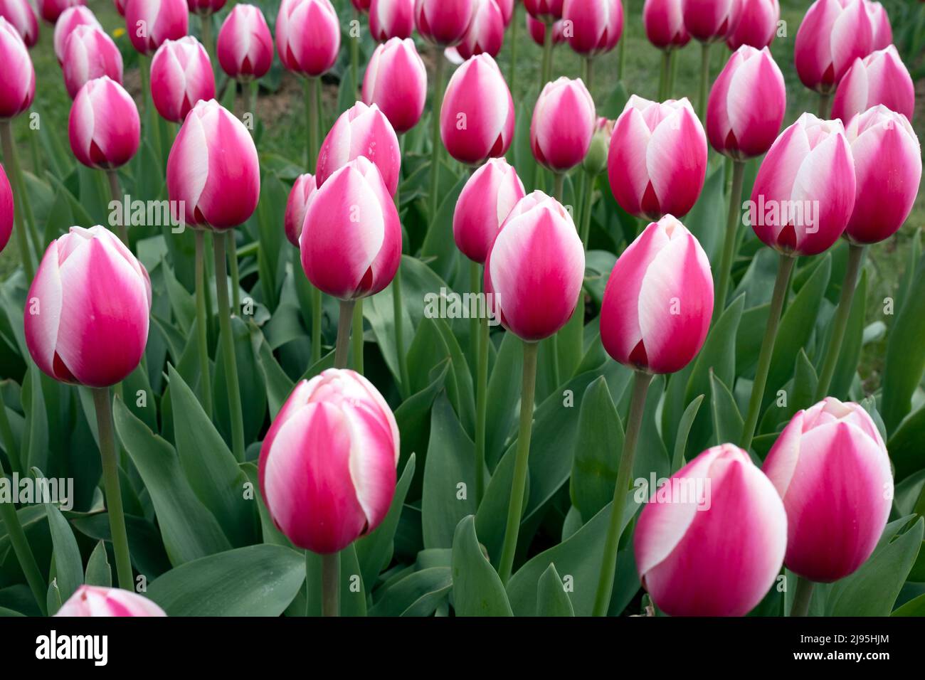 Tulips Russian Princess 2002 by Jānis Rukšāns, The French Garden of ...