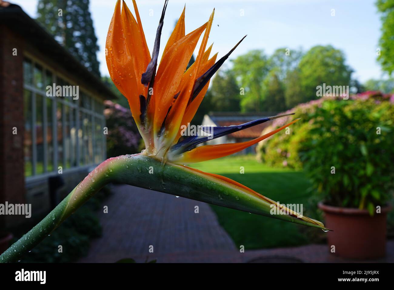 Strelitzia reginae, crane flower or bird of paradise is an evergreen ...