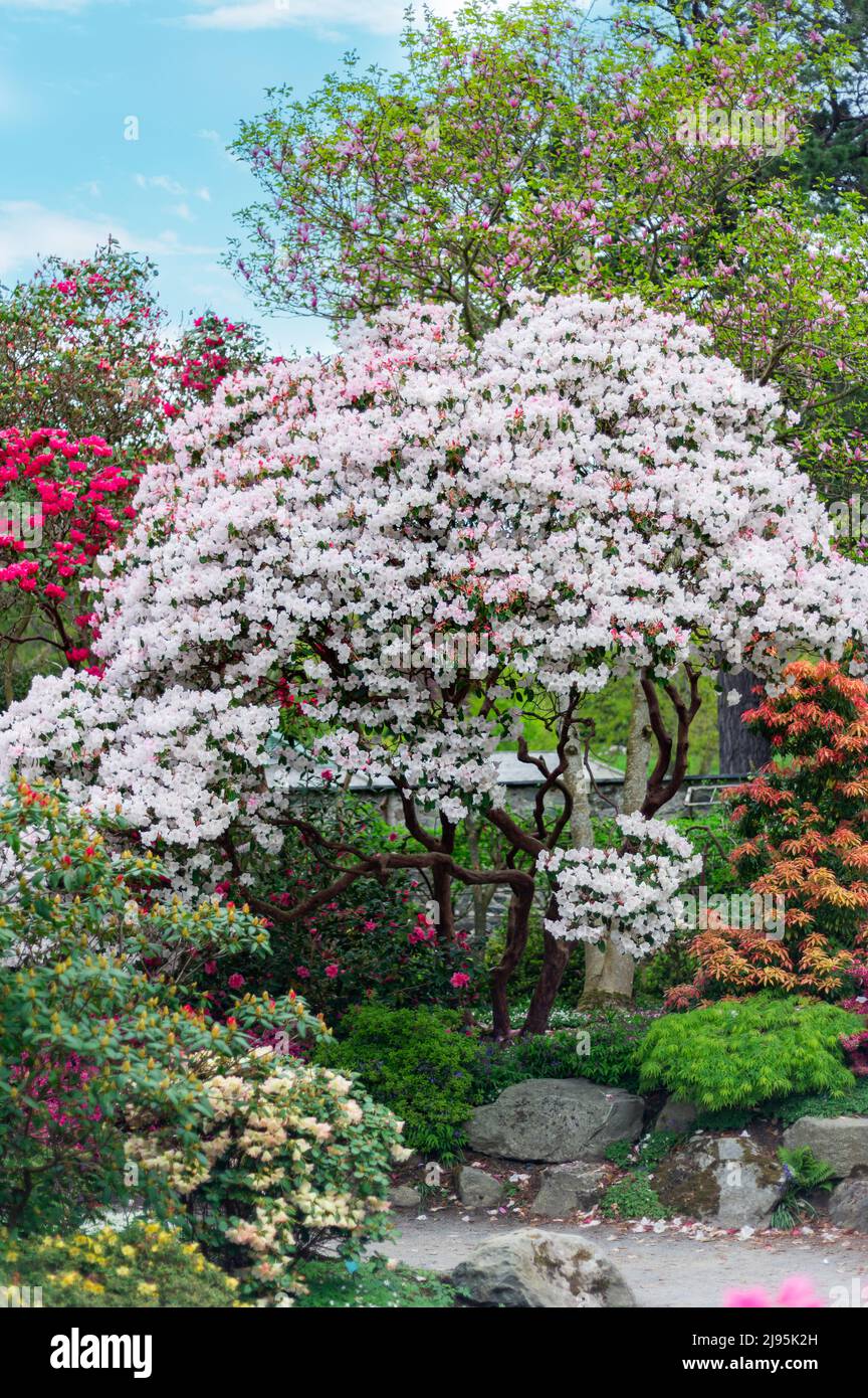 Garden with blooming trees during spring time Stock Photo - Alamy