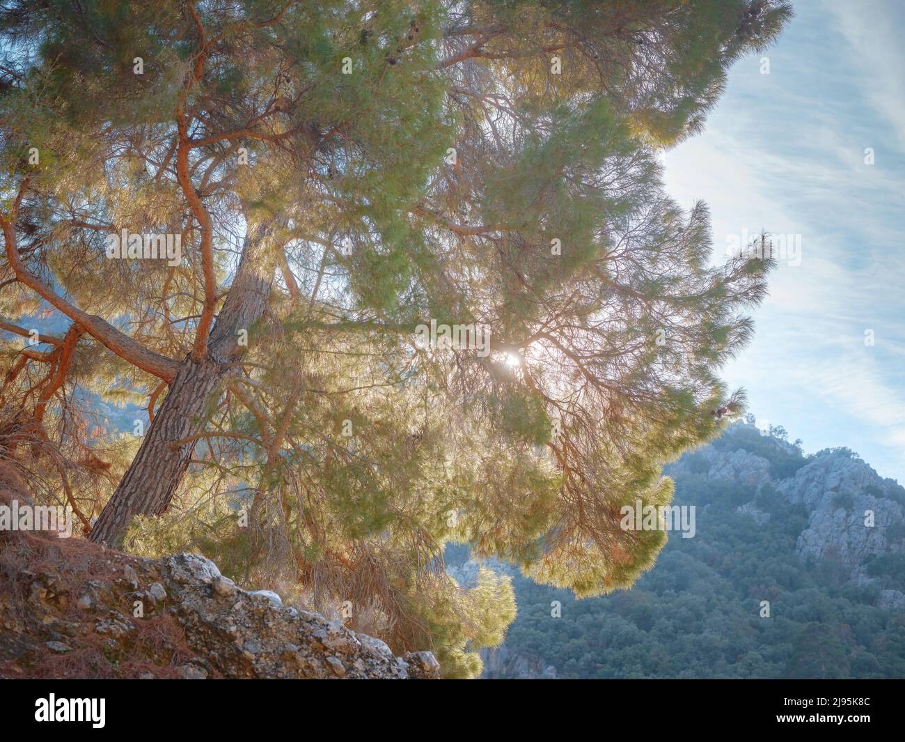 walk in olive grove, Harvest ready to produce extra virgin olive oil ...