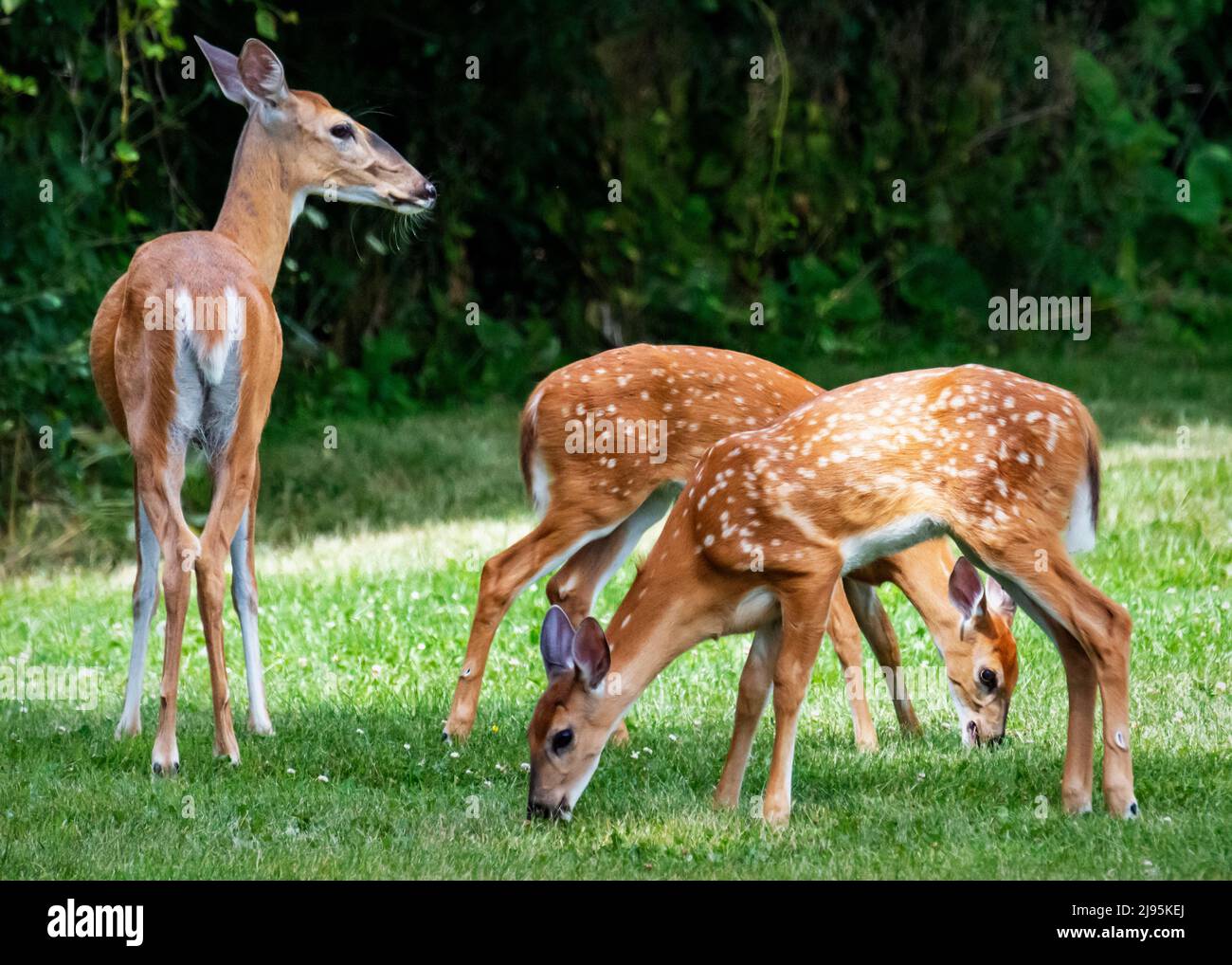 A doe watches over her twin fawns while they graze on a suburban lawn ...