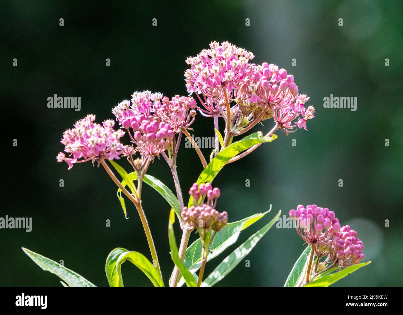 Swamp milkweed hi-res stock photography and images - Alamy