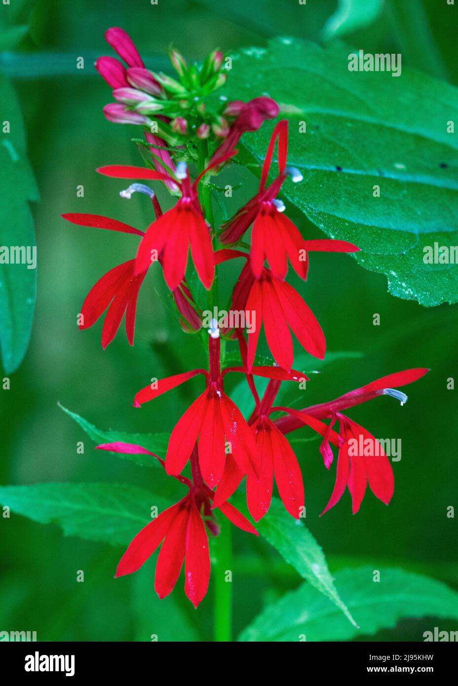 Cardinal flower hi-res stock photography and images - Alamy
