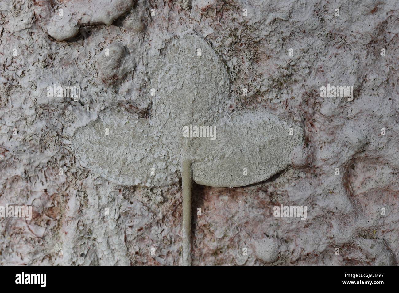 Petrification hi-res stock photography and images - Alamy