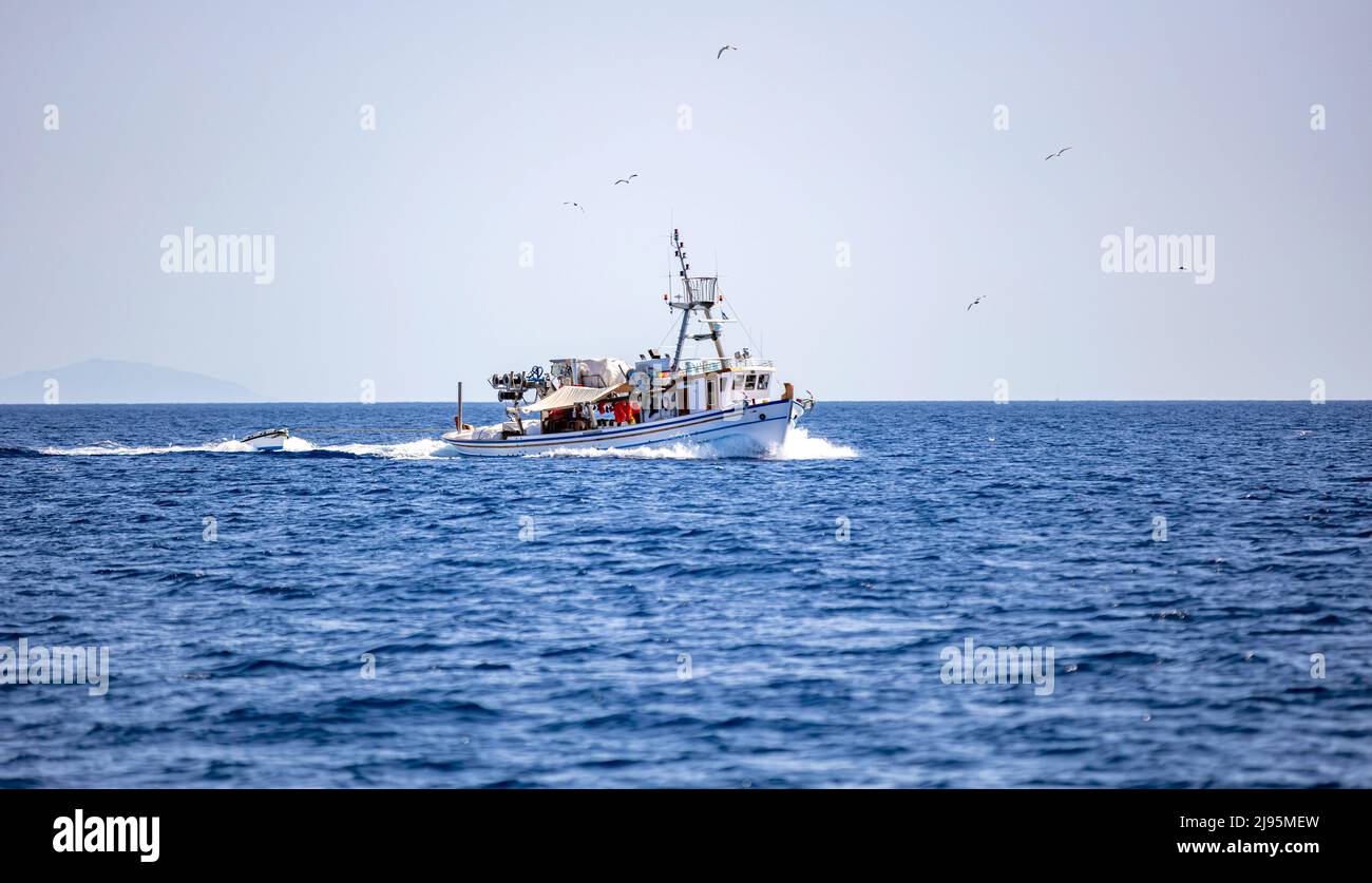 Fishing boat sails in Aegean rippled sea. Seagull swarm follows a ...