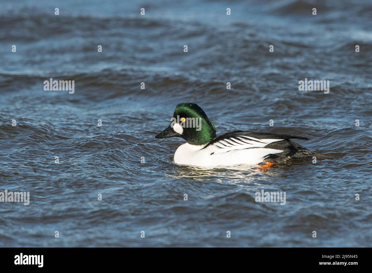 Common Goldeneye (Bucephala clangula) drake swimming in a lake on a ...