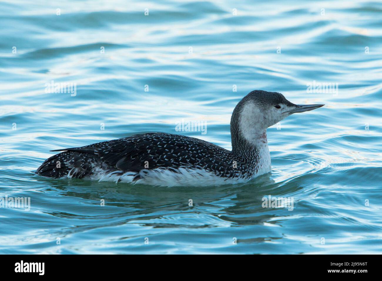 Red-throated Loon (Gavia stellata) in winter plumage swimming in North ...