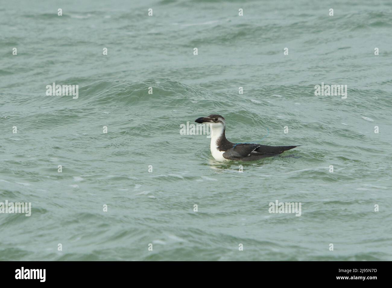 Razorbill (Alca torda) in winter plumage swimming in North Sea with ...