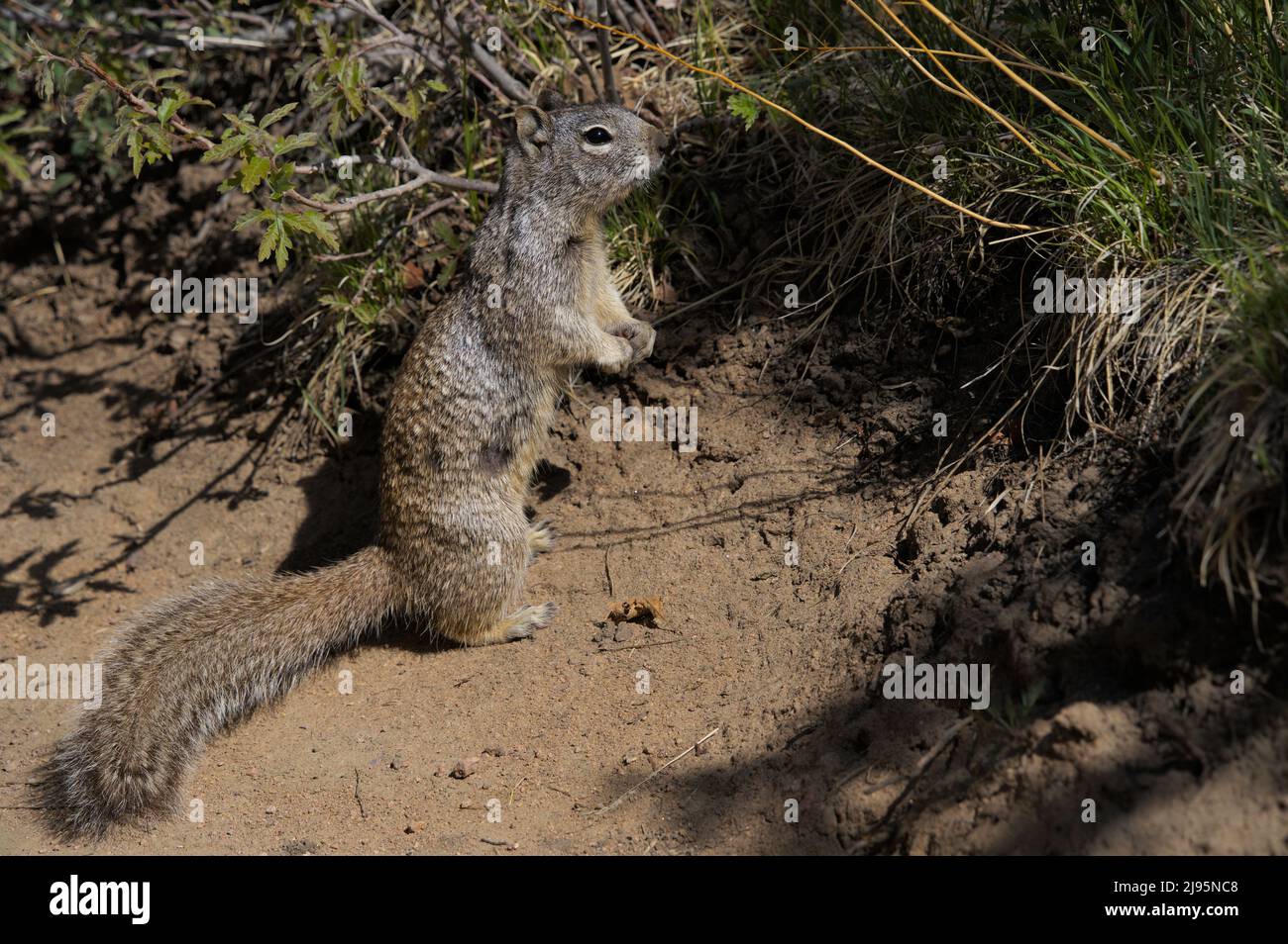 Friendly squirrel hi-res stock photography and images - Alamy