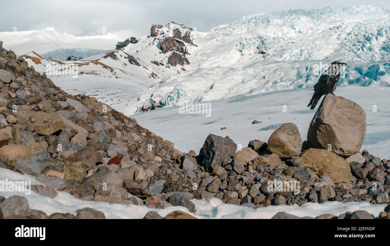 Icelandic Raven (Corvus Corax) perched on a rock in the Snæfellsnes ...