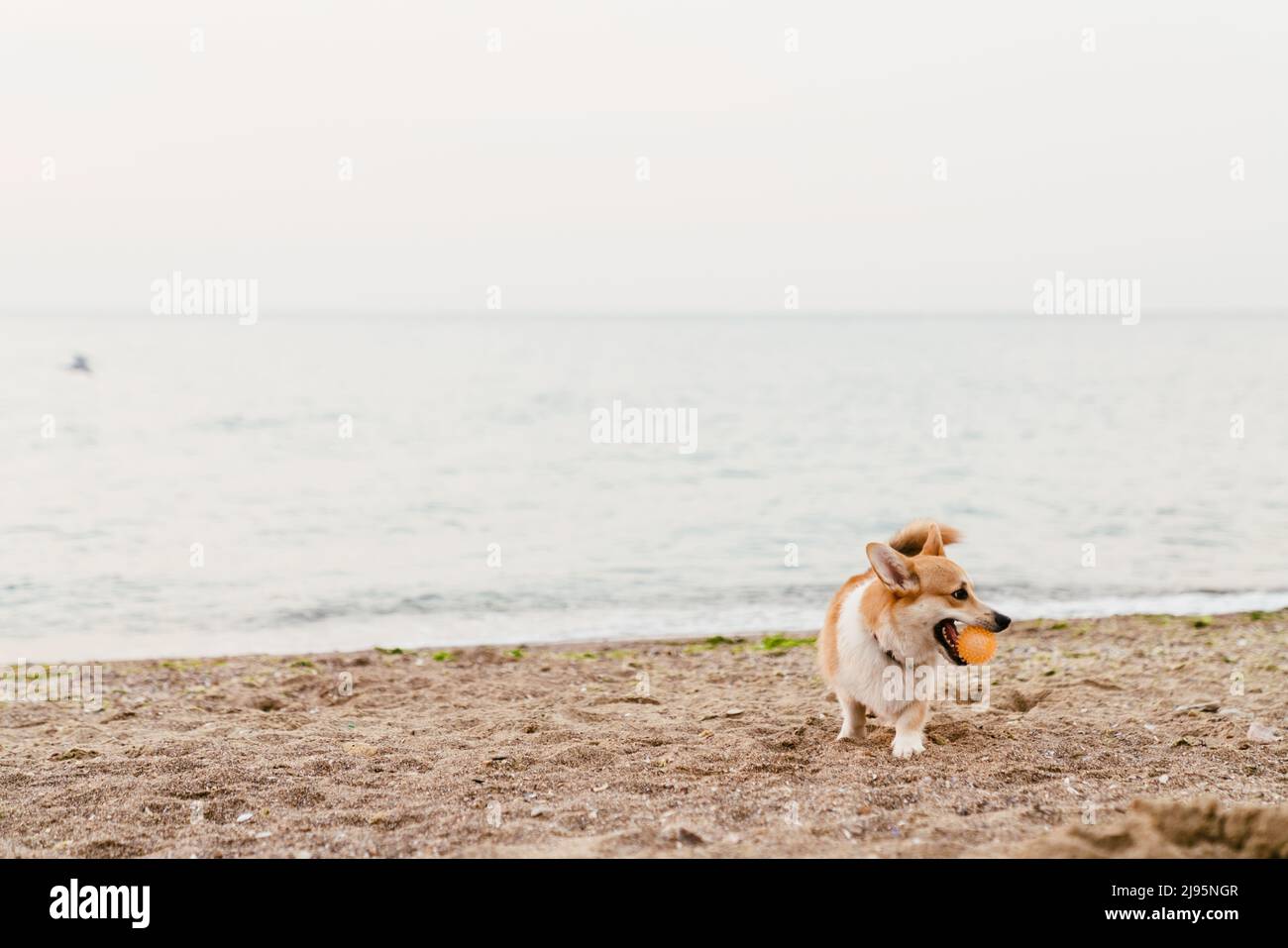 Photo of corgi playing with toy at sandy beach outdoors Stock Photo - Alamy