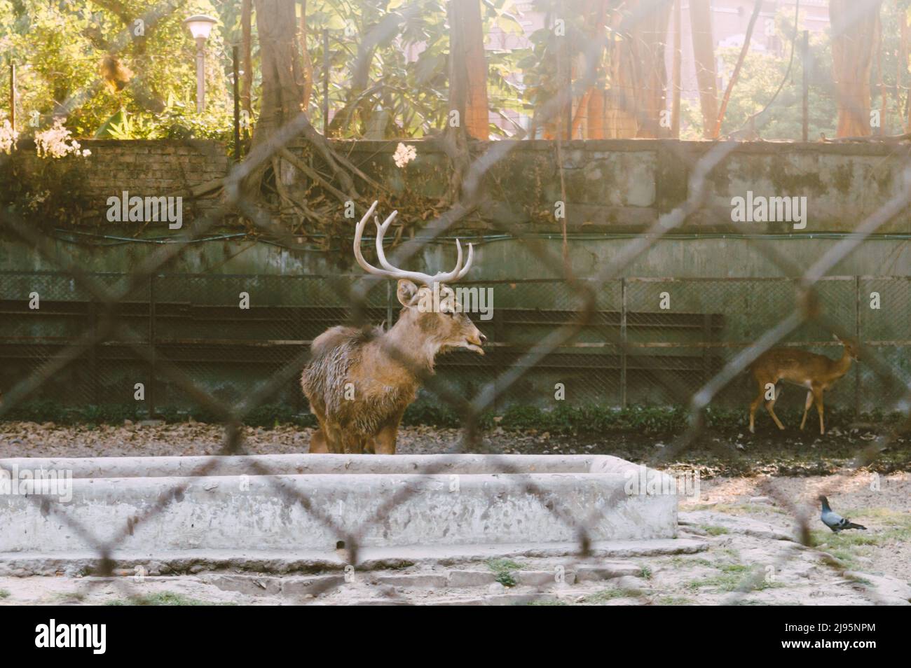 A Barking Deer in a park. View through fence. Animals in captivity ...