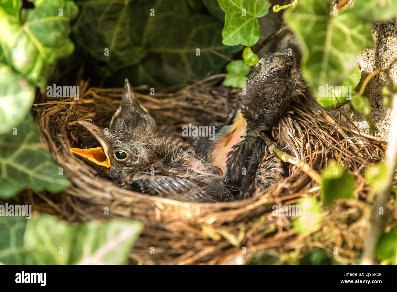 bird's nest with offspring in early summer (Turdus merula). Starling ...