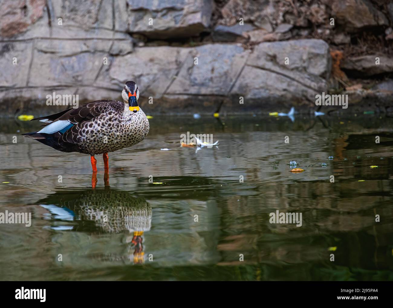 Spot Billed Duck in lake in eye contact Stock Photo - Alamy