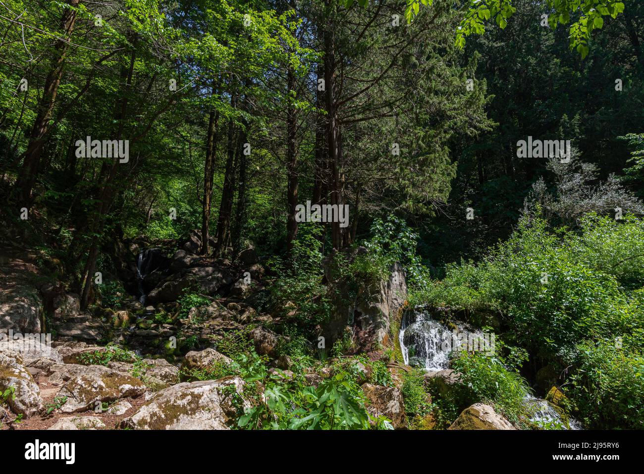 The natural cypress forest extends above the town of Fontegreca, in the ...