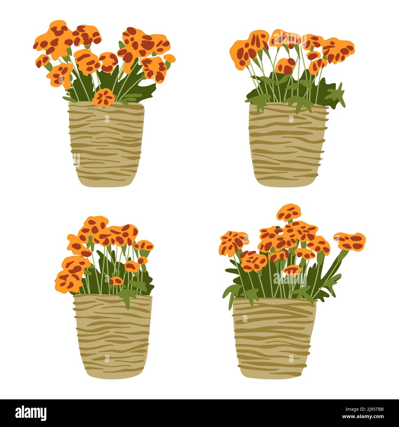 Marigold flowers in vase Stock Vector Images - Alamy