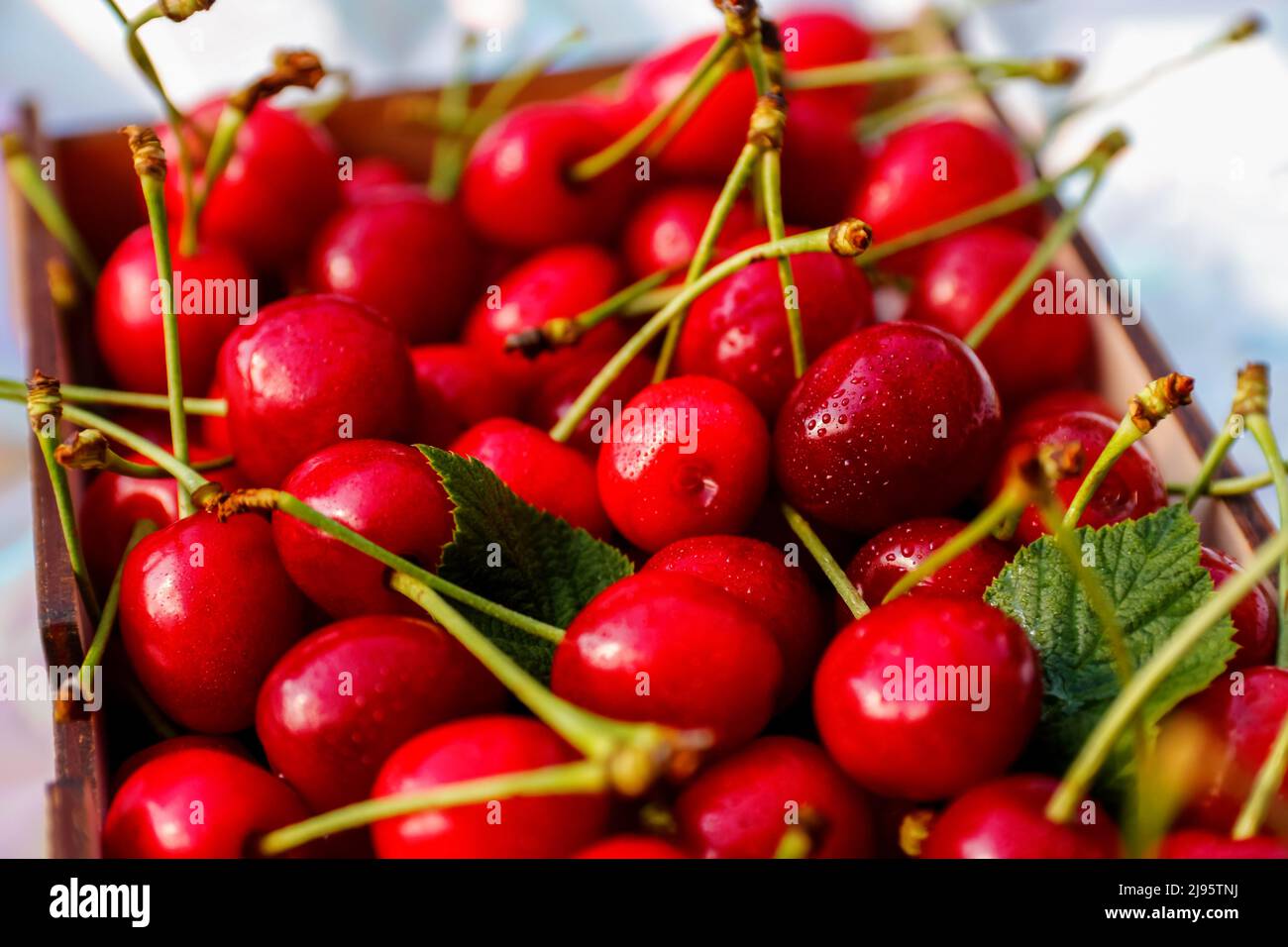 Defocus close-up cropped box, crape of dark red wet sweet cherries with ...