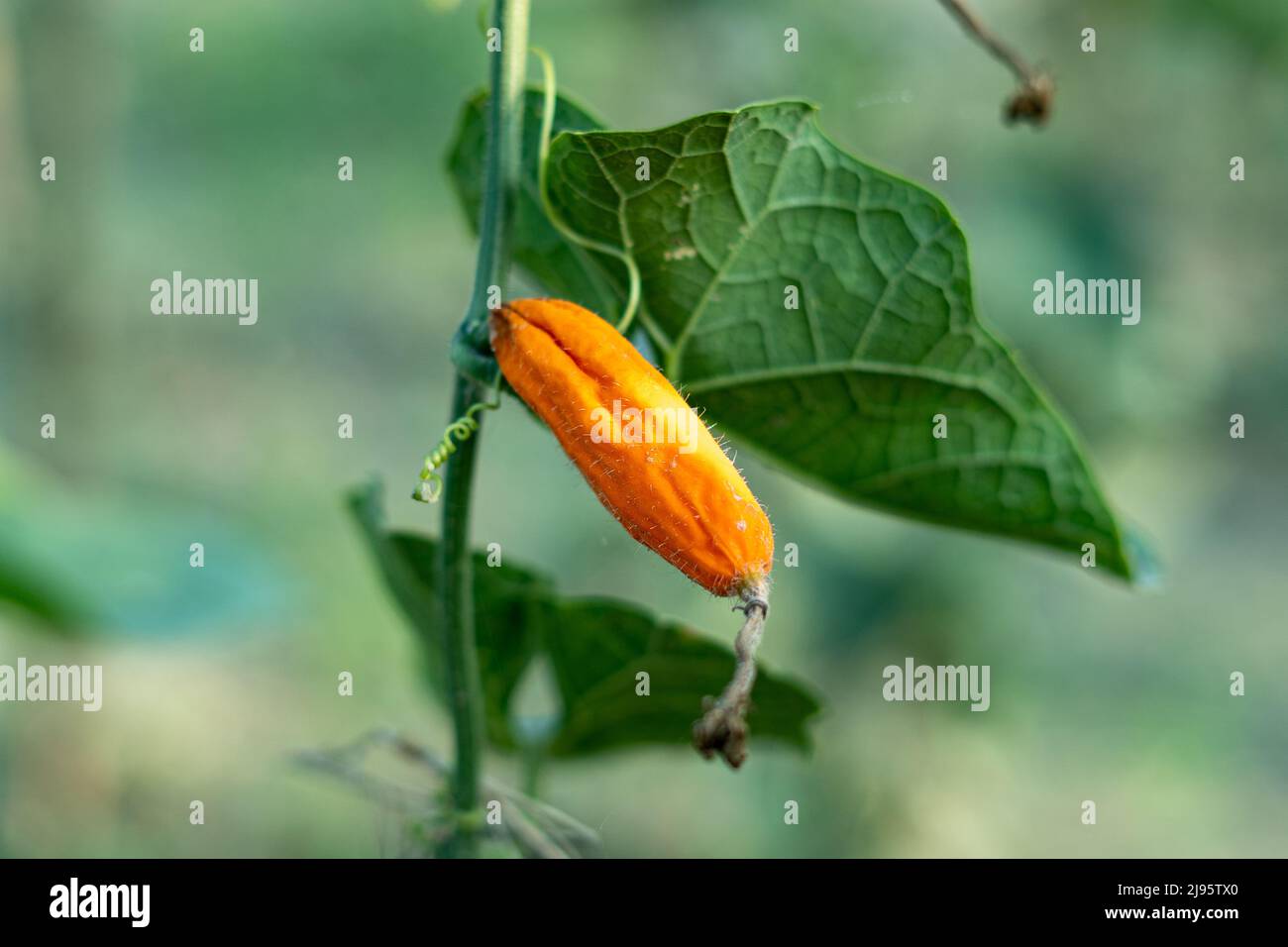 Close up of red yellow pointed gourd in vegetable garden Stock Photo ...