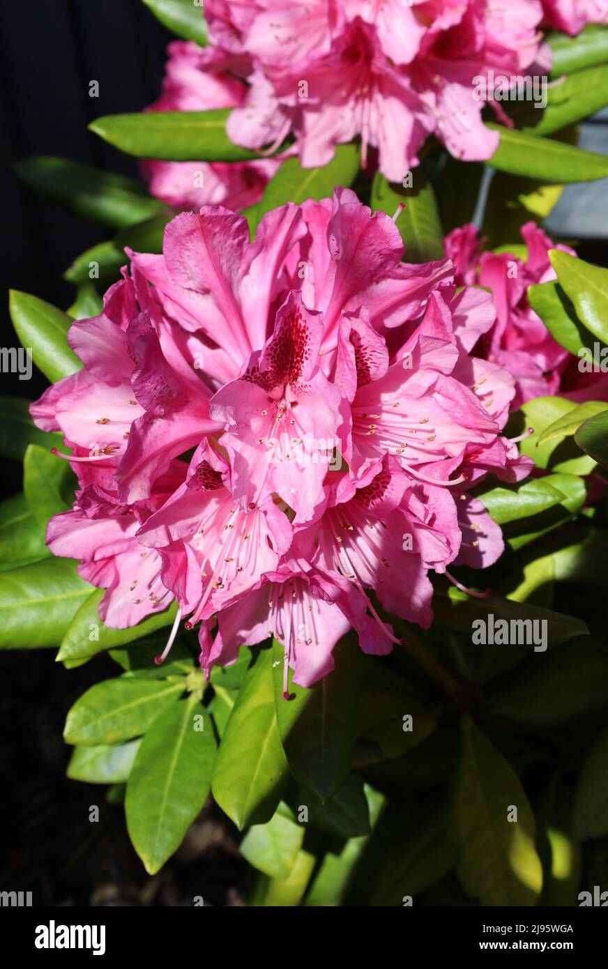 Dwarf rhododendron hi-res stock photography and images - Alamy