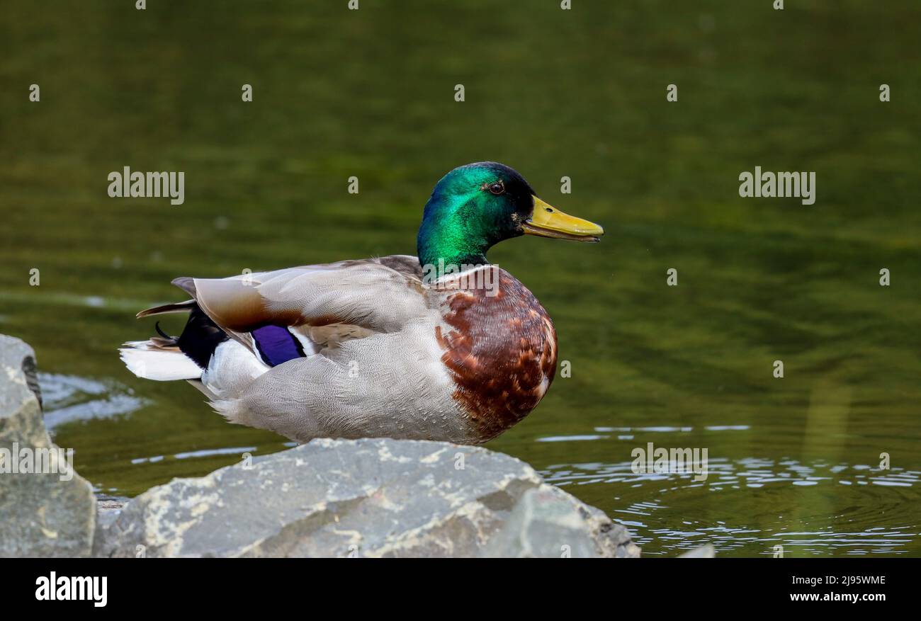 Quacking mallard duck in hi-res stock photography and images - Alamy