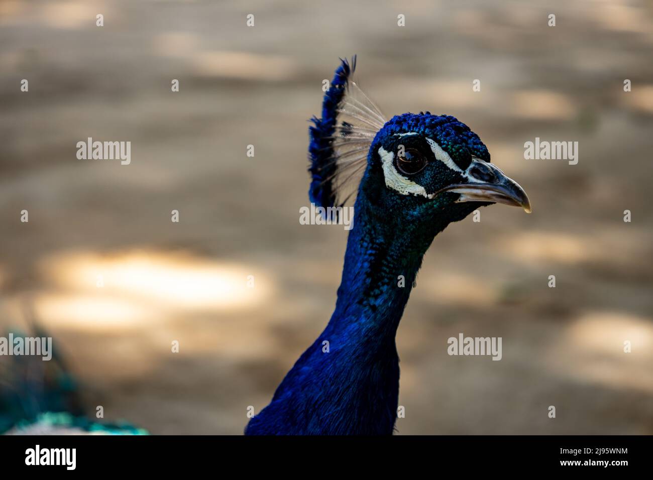 Curious peacock of blue color staring. Animal with beautiful feathers ...