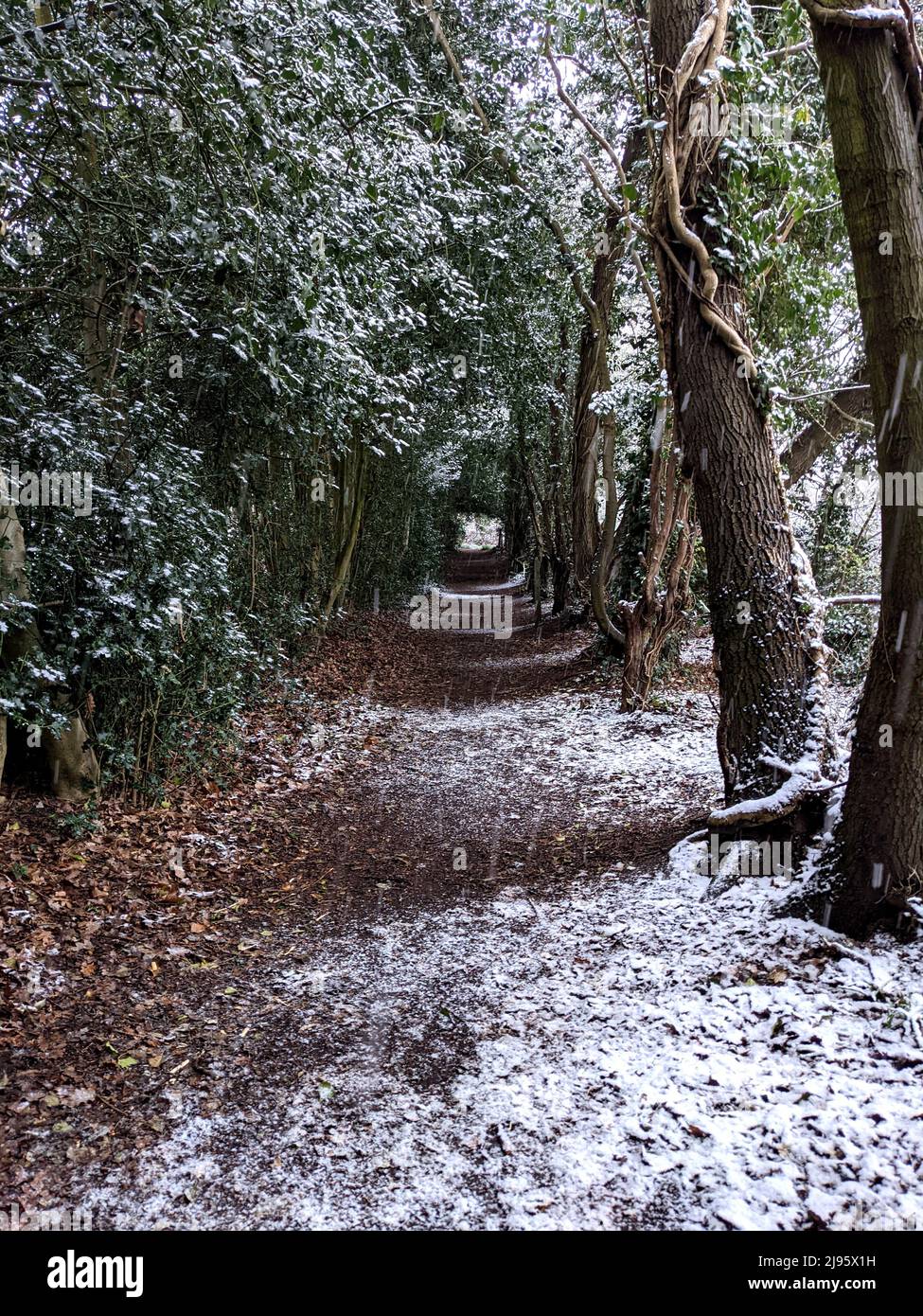 A winter walk down a little woodland lane in the snow with branches ...