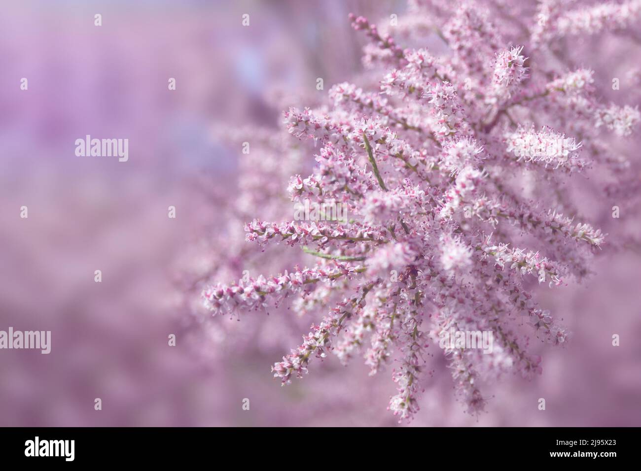 Small-flowered Tamarix parviflora an ornamental plant with tiny pink ...