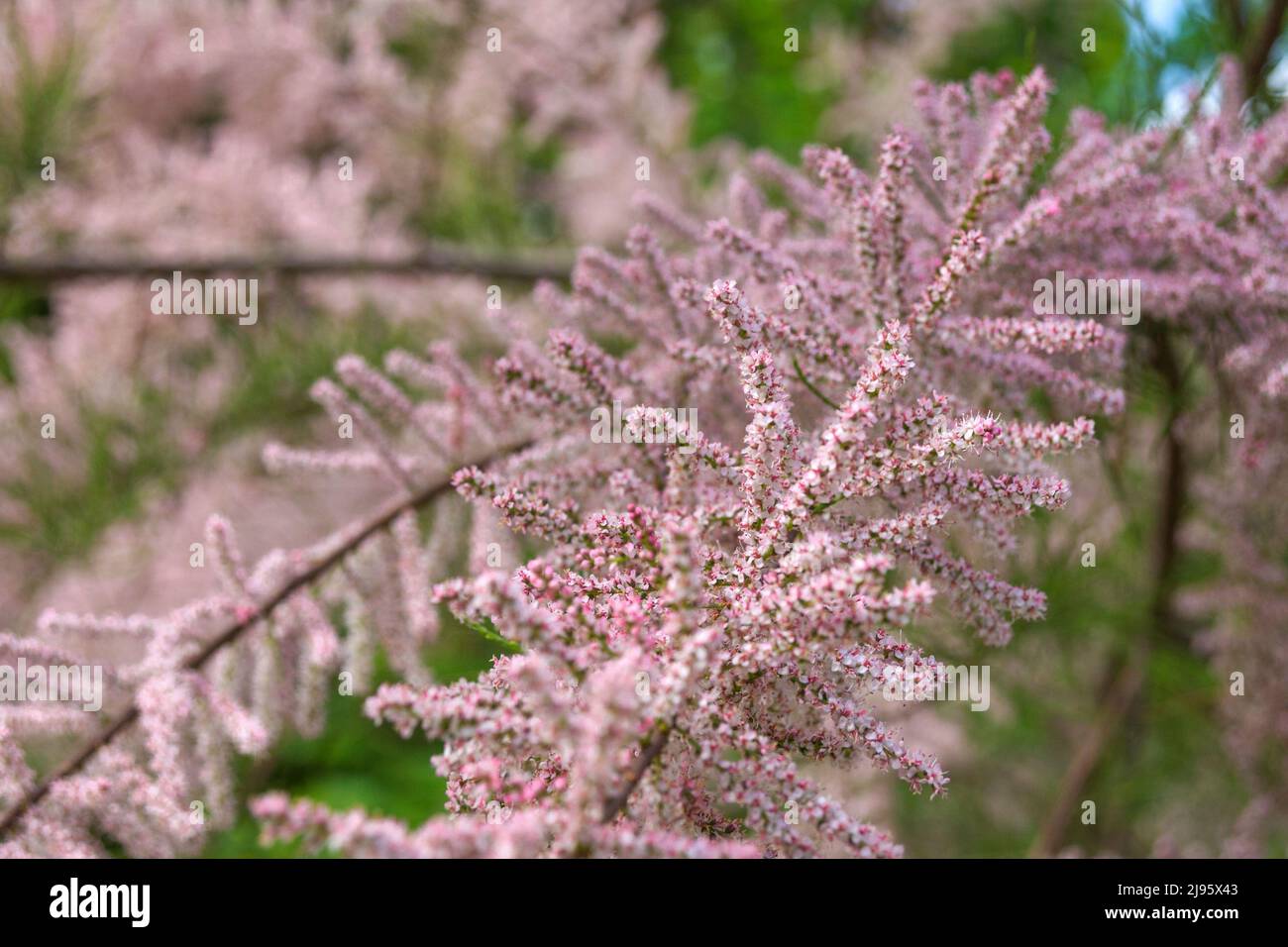 Small-flowered Tamarix parviflora an ornamental plant with tiny pink ...