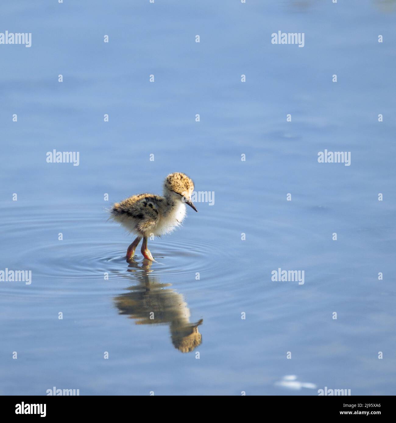 Black neck stilt pair hi-res stock photography and images - Alamy