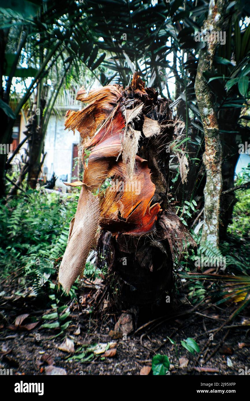 A picture of a coconut tree left because its trunk has been cut down ...