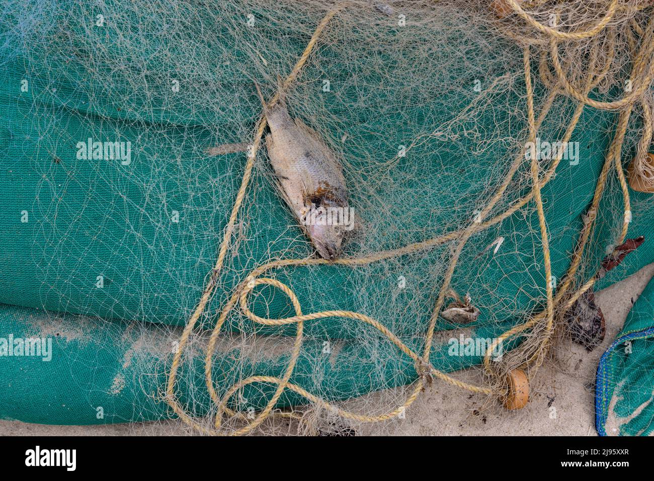 Dead waste fish stuck and forgotten in a fishing net Stock Photo - Alamy