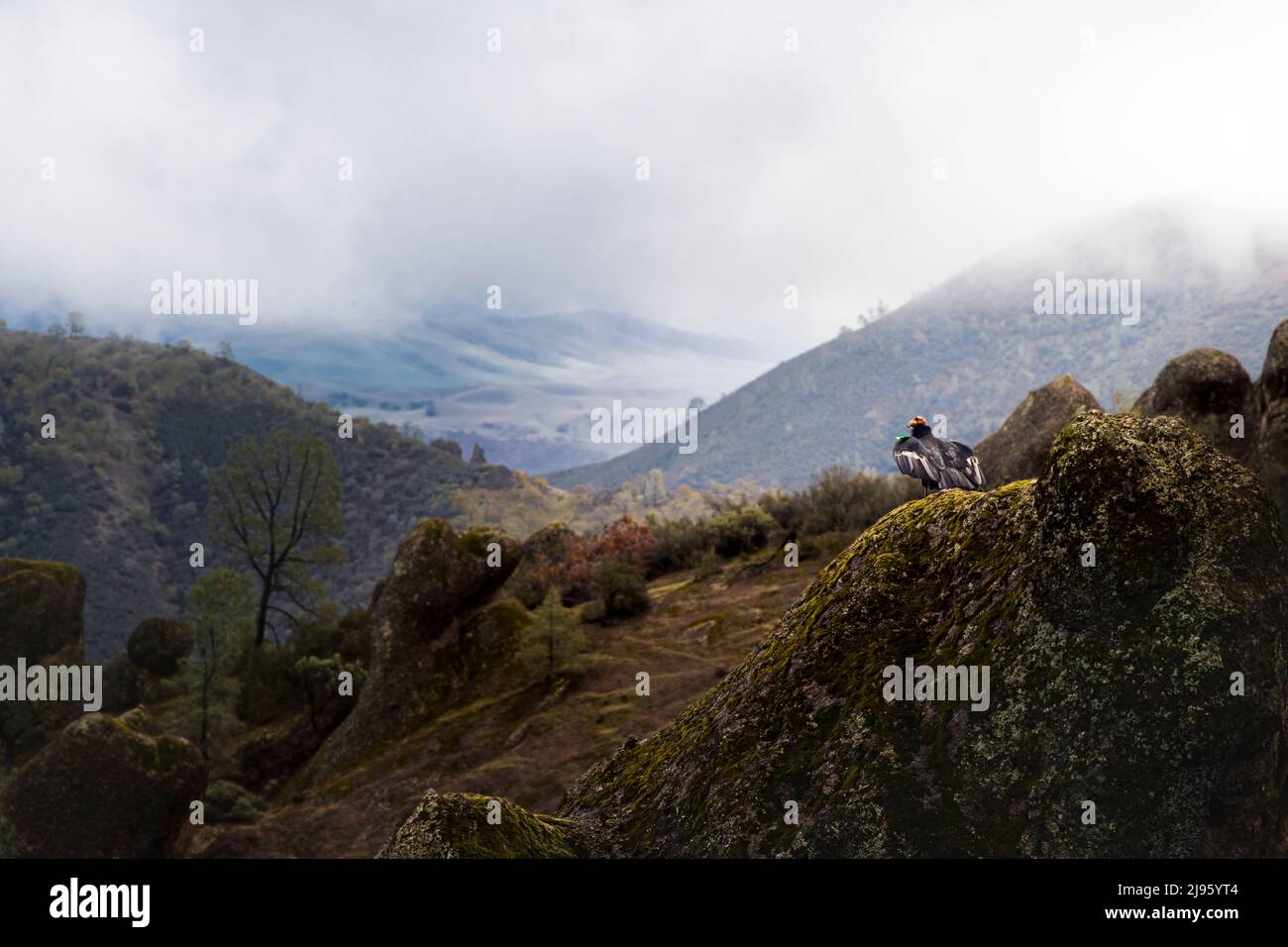 condor along a trail in pinnacles national park Stock Photo - Alamy