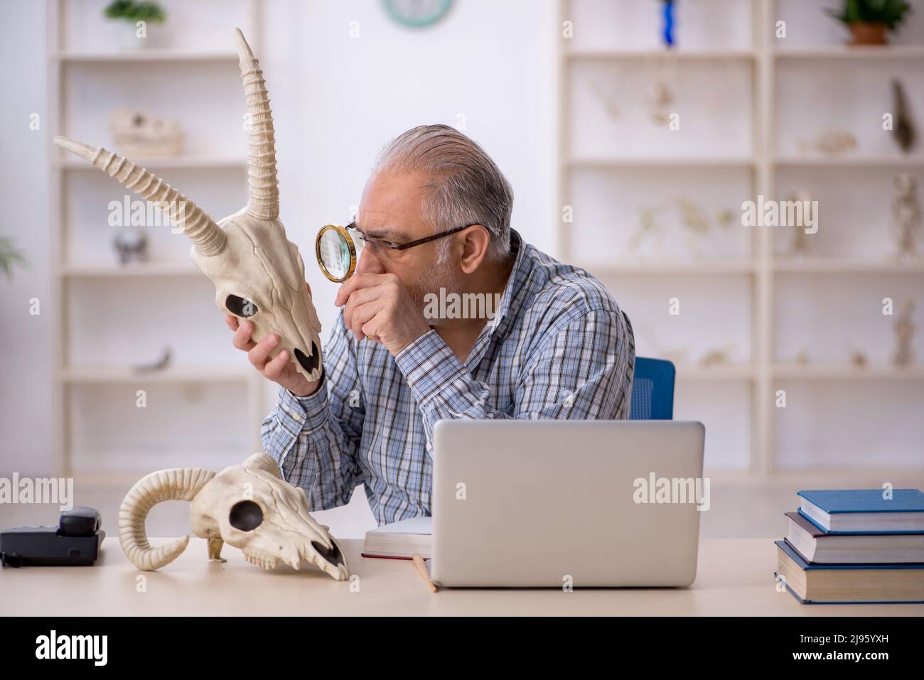 Old paleontologist examining ancient animals at lab Stock Photo - Alamy