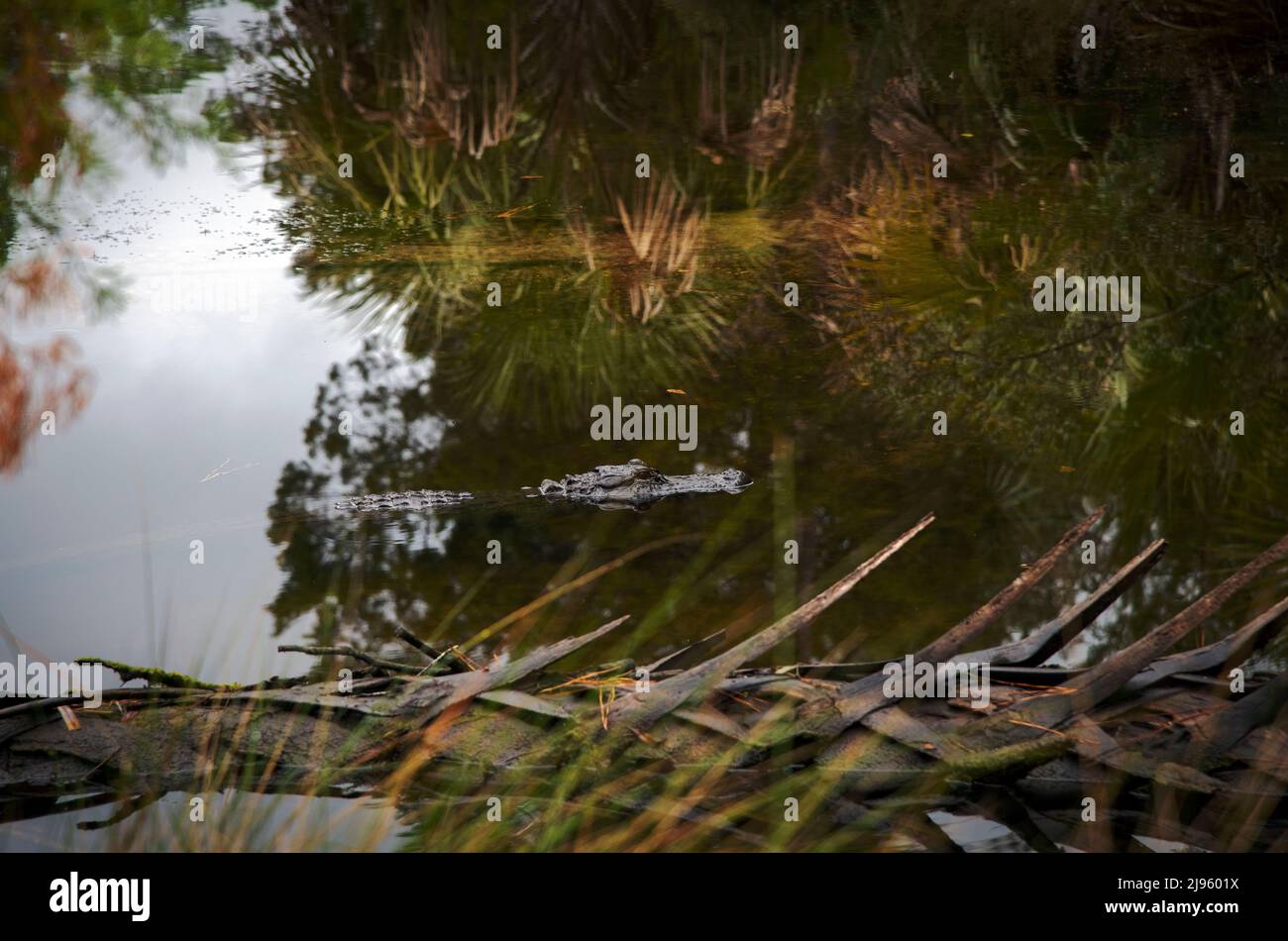 Florida Alligator swimming in a swamp Stock Photo - Alamy