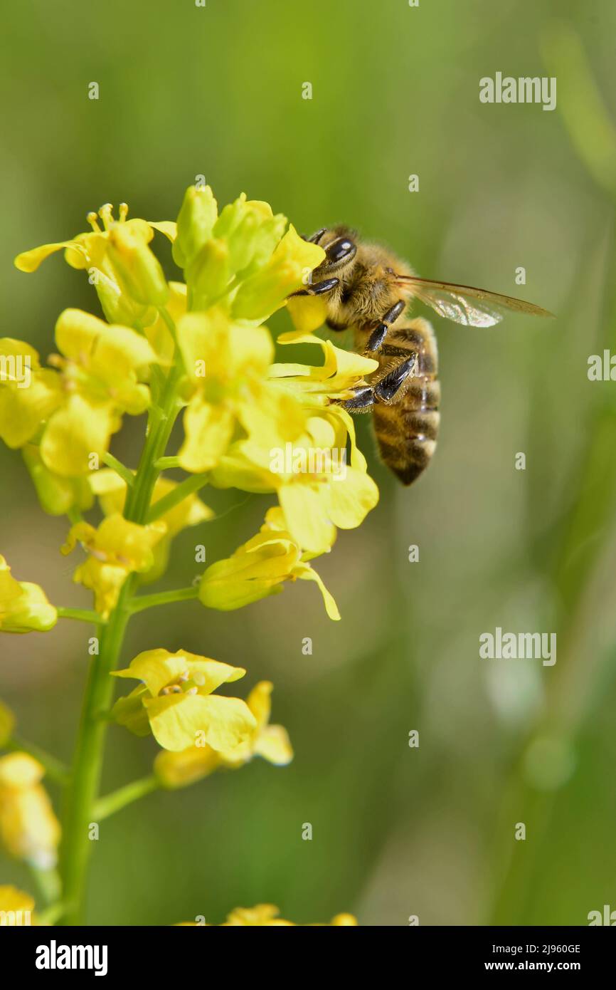 Worker bee collecting pollen on Brassica napus flower Stock Photo - Alamy