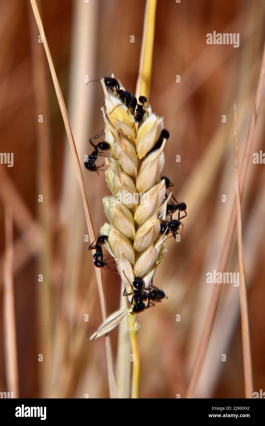 Tiny ants Lasius niger devouring a giant ear of ripe wheat, an example ...