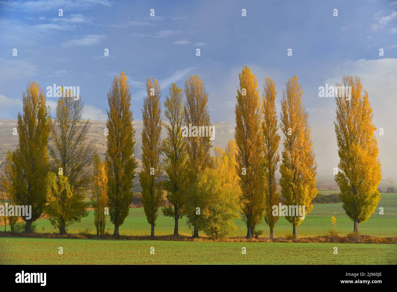 Black poplar buds hi-res stock photography and images - Alamy