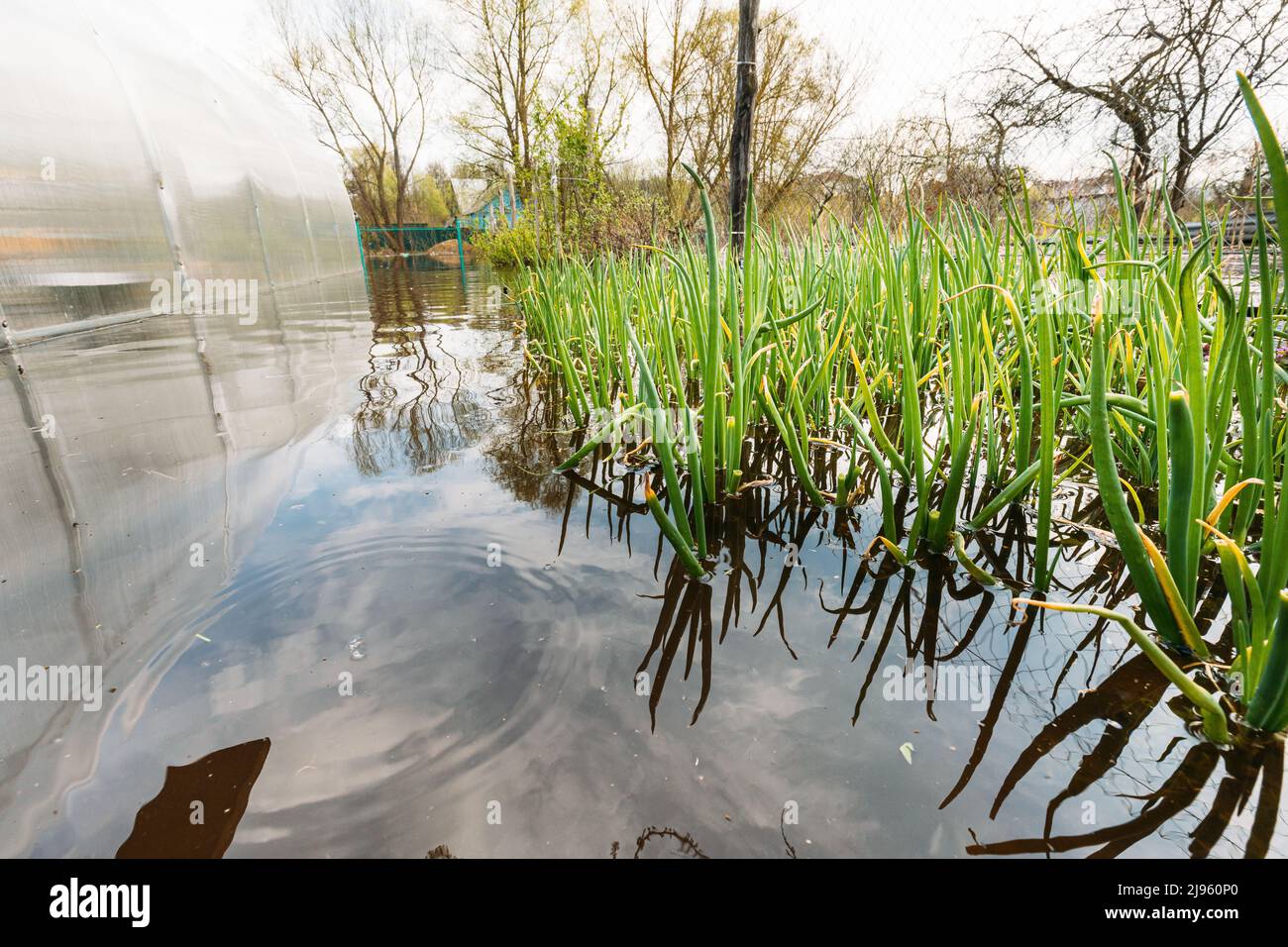 Vegetable Garden Bed with green onion In Water During Spring Flood ...