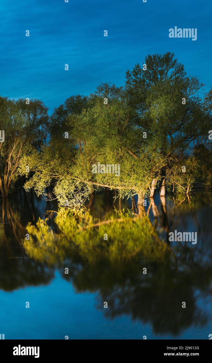 Night landscape with Trees that Standing In Water During Spring Flood ...