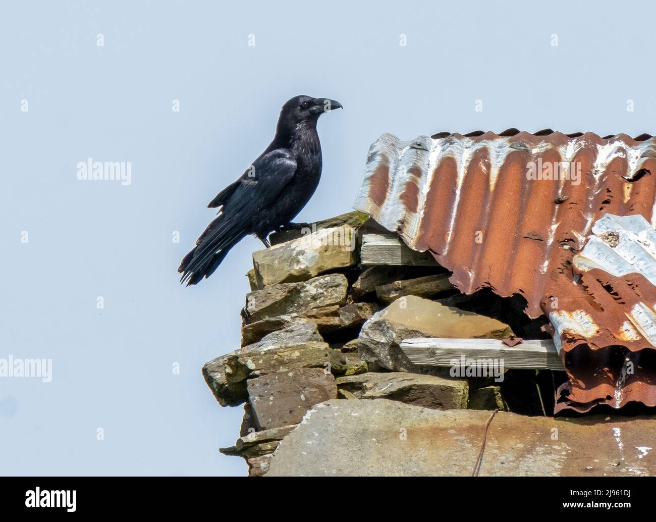 Raven rooftop hi-res stock photography and images - Alamy