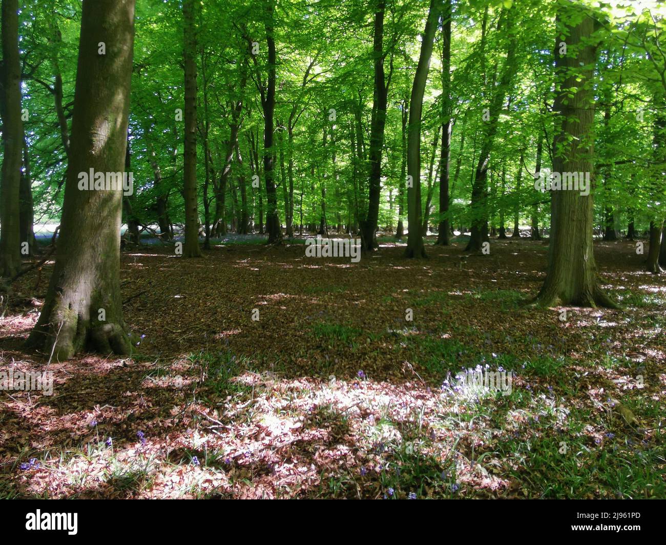 View through forest or woodland showing sunlit foliage on trees Stock ...