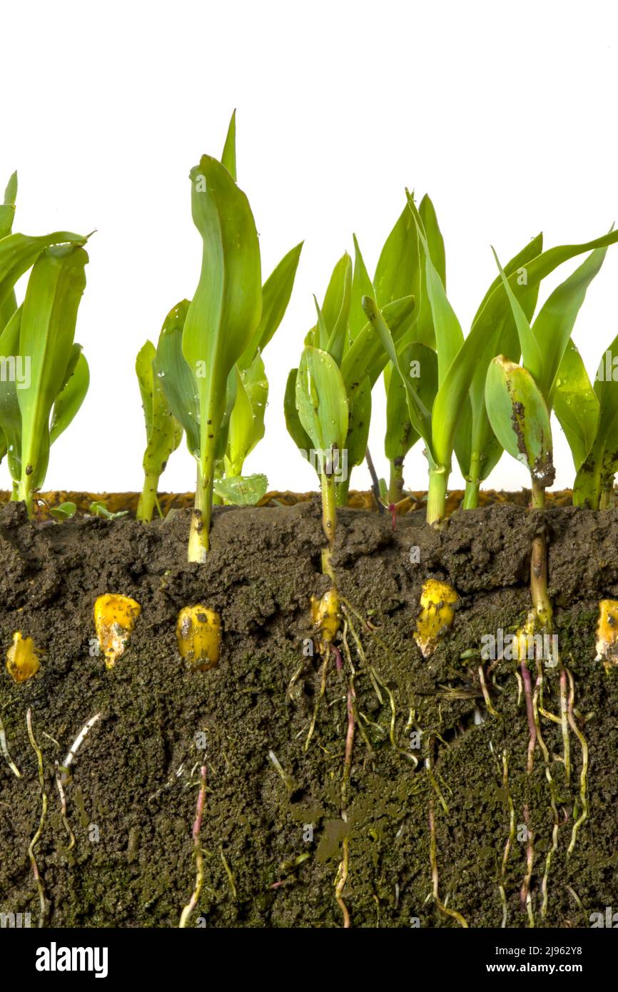 Young shoots of corn with roots isolated on white Stock Photo - Alamy