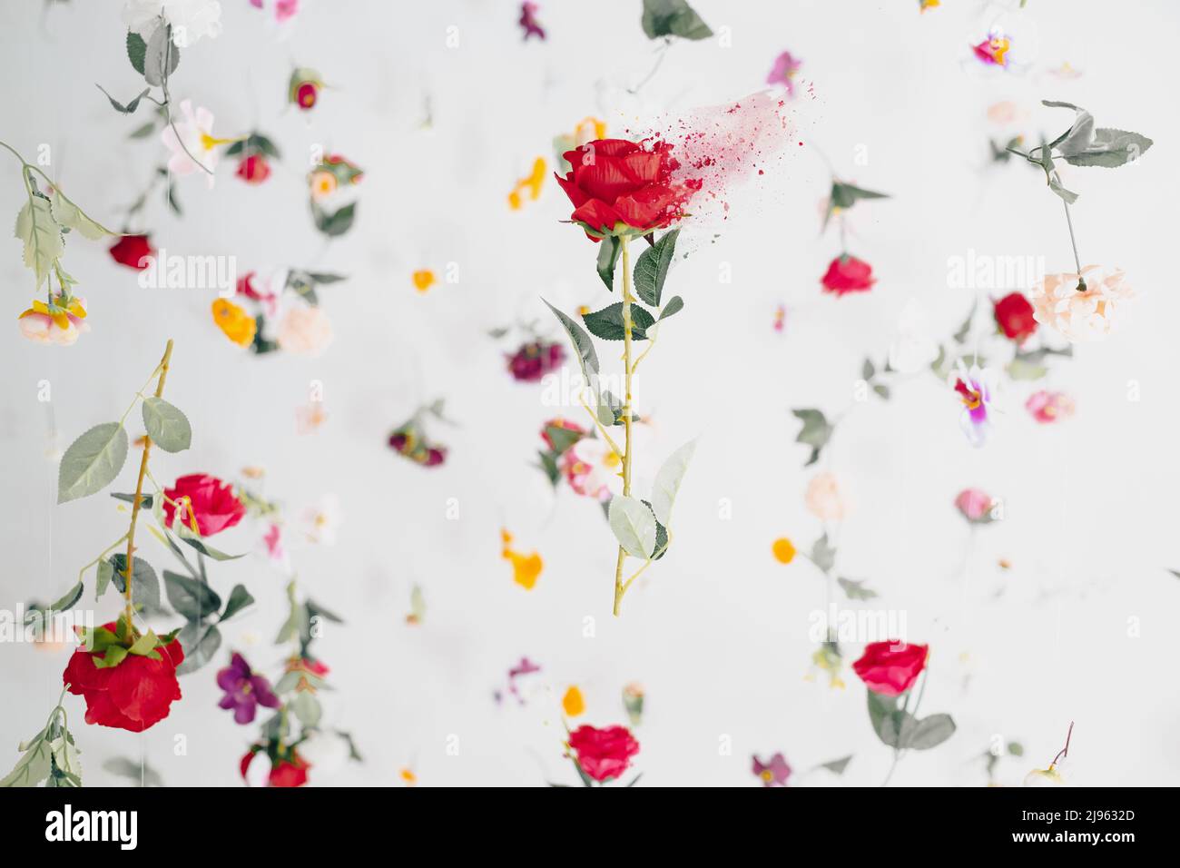 Floral pattern on white background red rose dispersion exploding effect ...