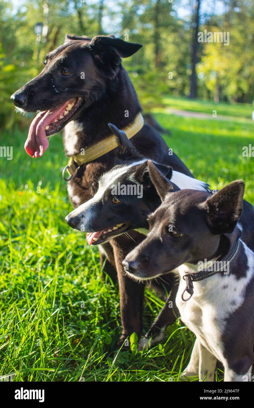 head shot of three dogs of blurry green background. Side profile view ...