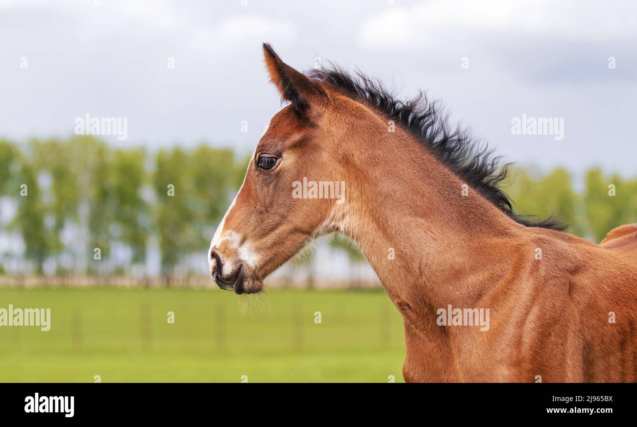 The foal's head is a close-up. Portrait of a thoroughbred colt grazing ...