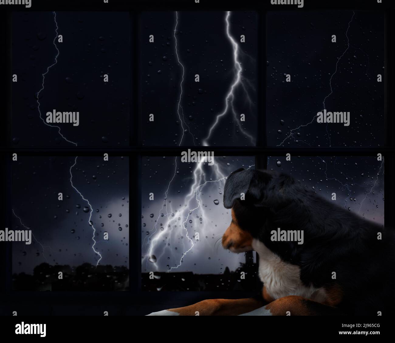 The dog is afraid of thunderstorms and looks out the window Stock Photo ...