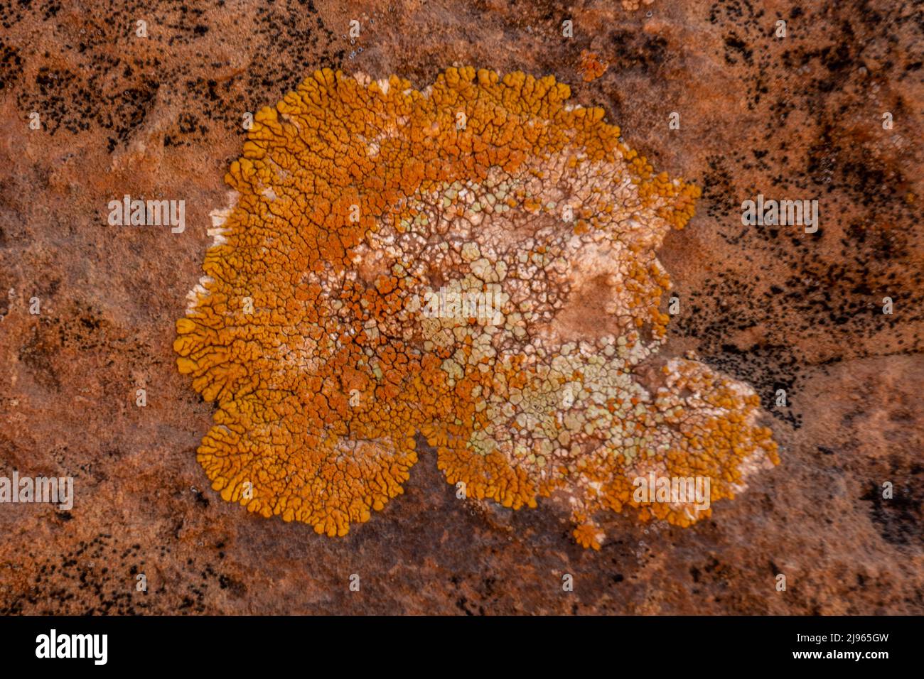 Bright Orange Lichen Growing On Sandstone in Canyonlands National Park ...