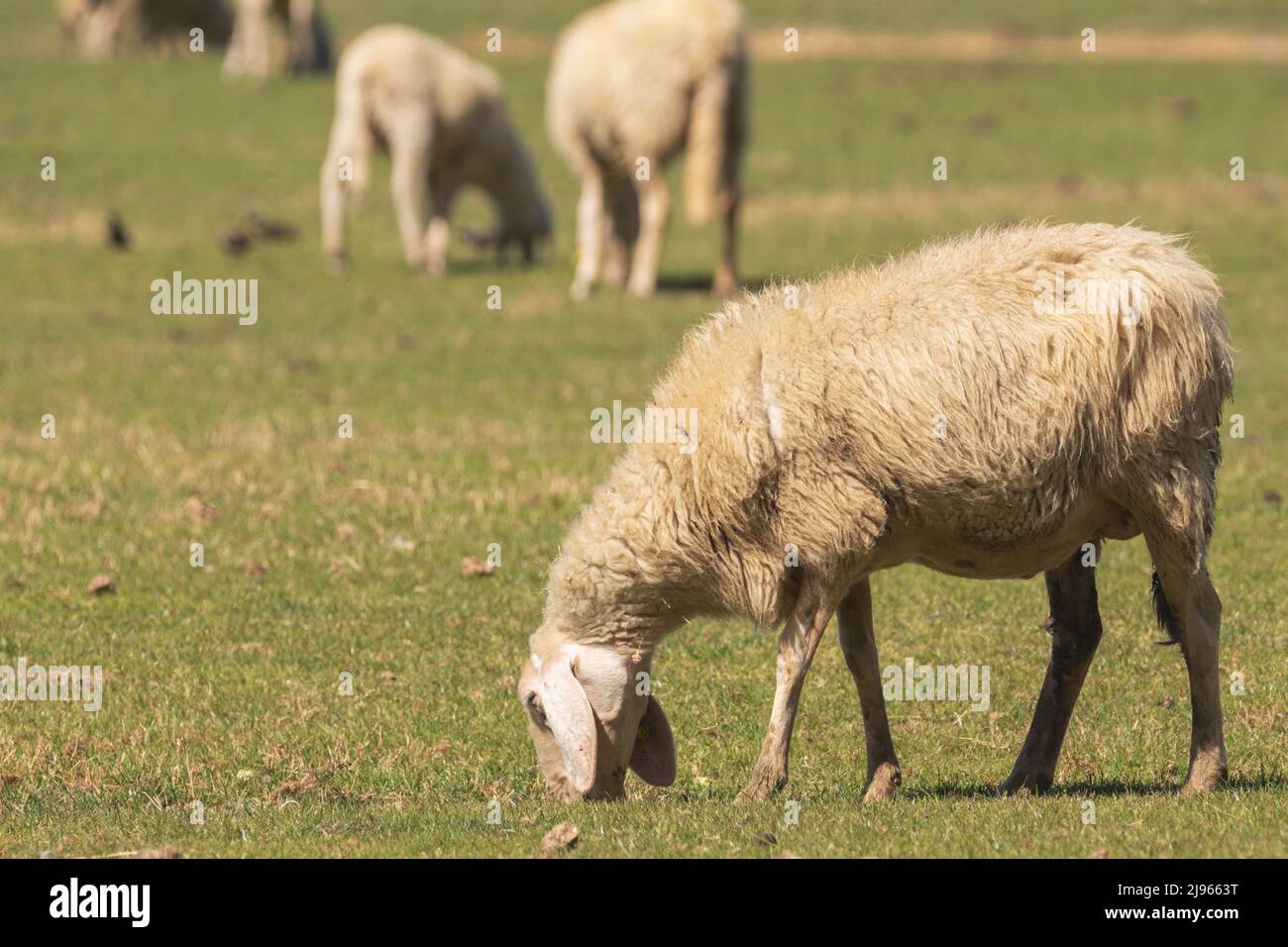 Sheep head profile hi-res stock photography and images - Alamy