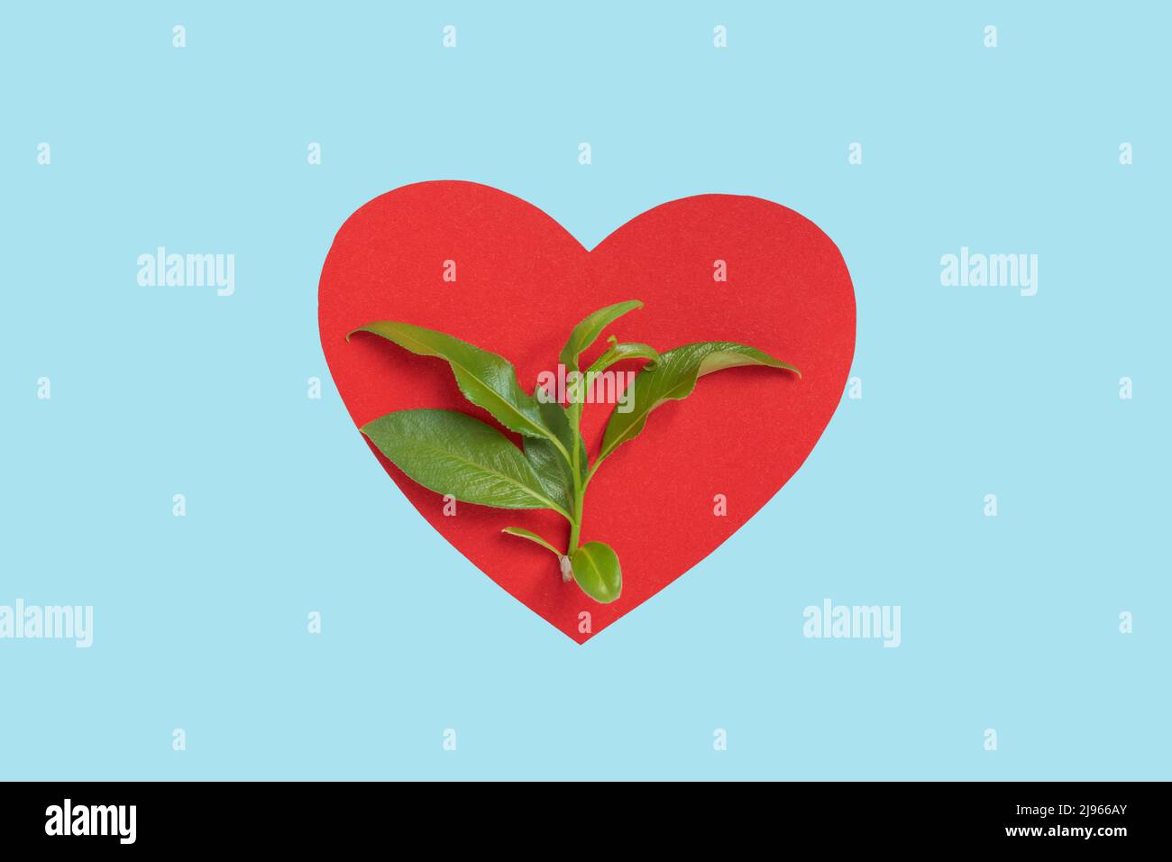 Red paper heart shape and green sprout with leaves as a symbol of ...
