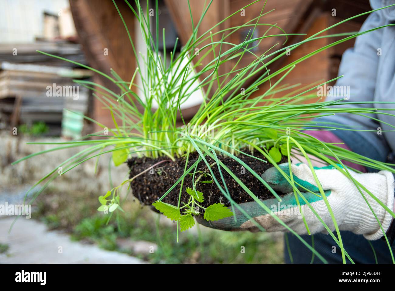 Hands holding plant roots hi-res stock photography and images - Alamy